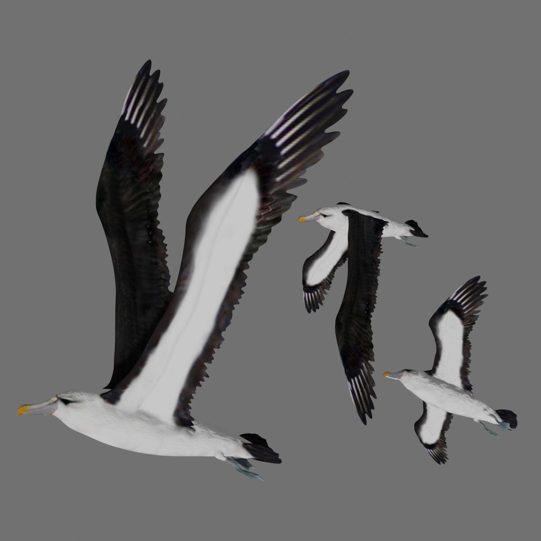 Fully Rigged Low Poly Albatross 3D Model - TurboSquid 1750532