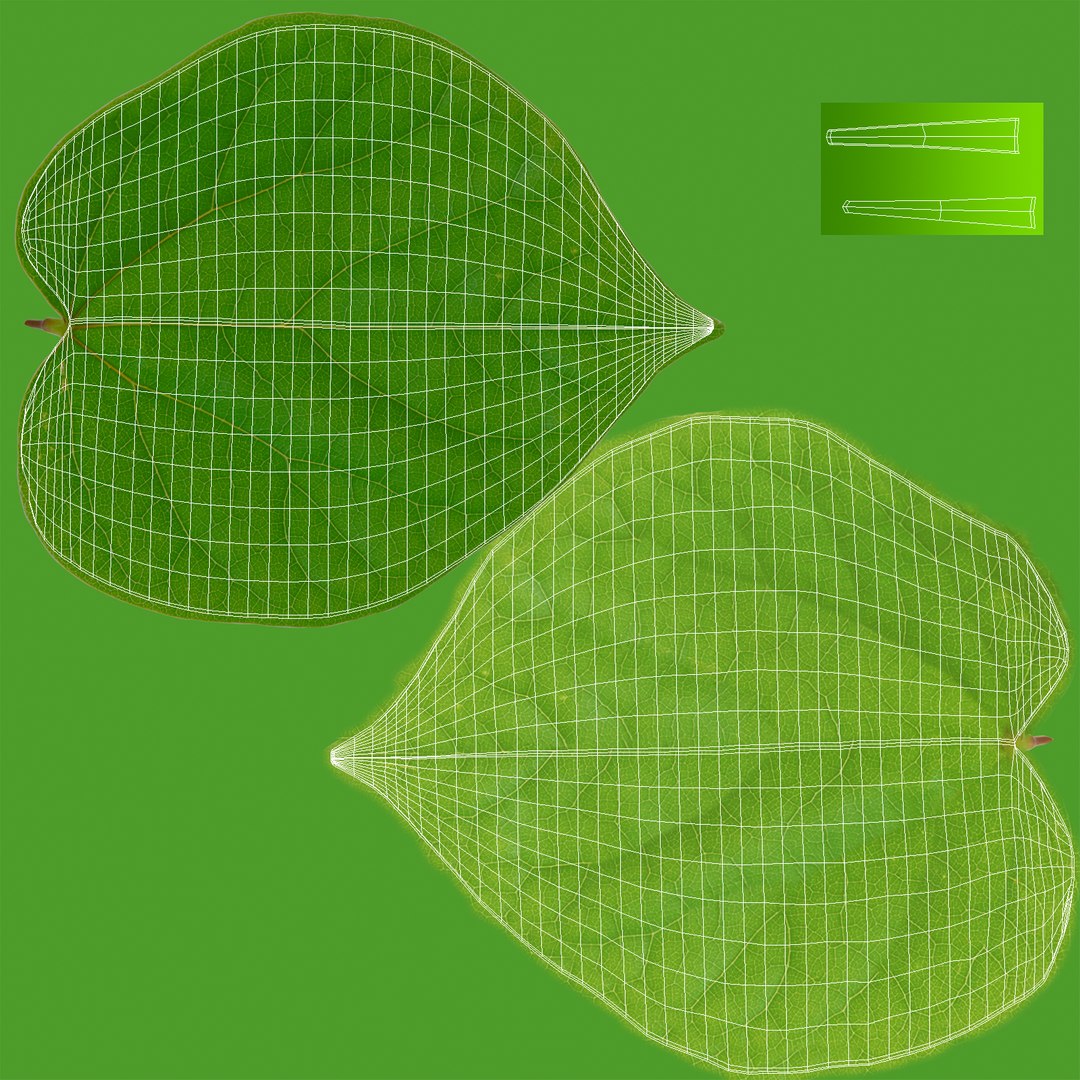 3d Plant Sprout Model