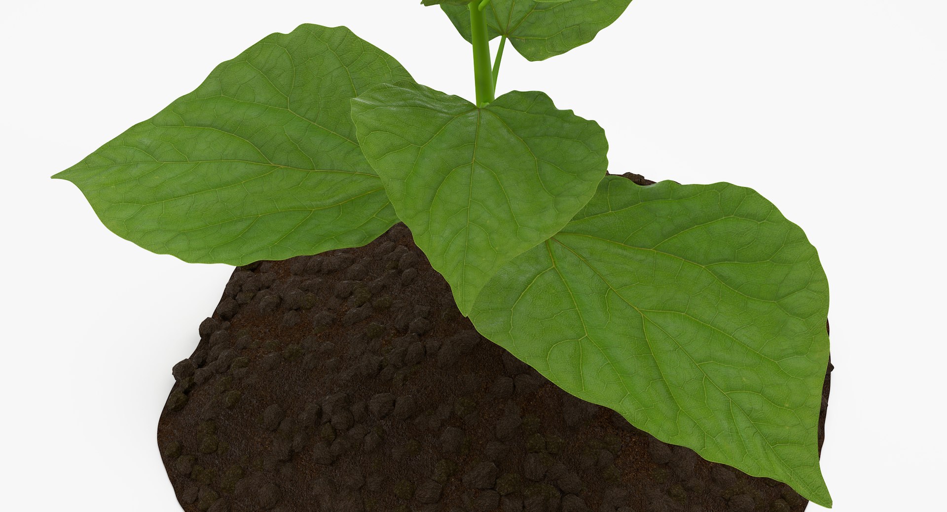 3d Plant Sprout Model