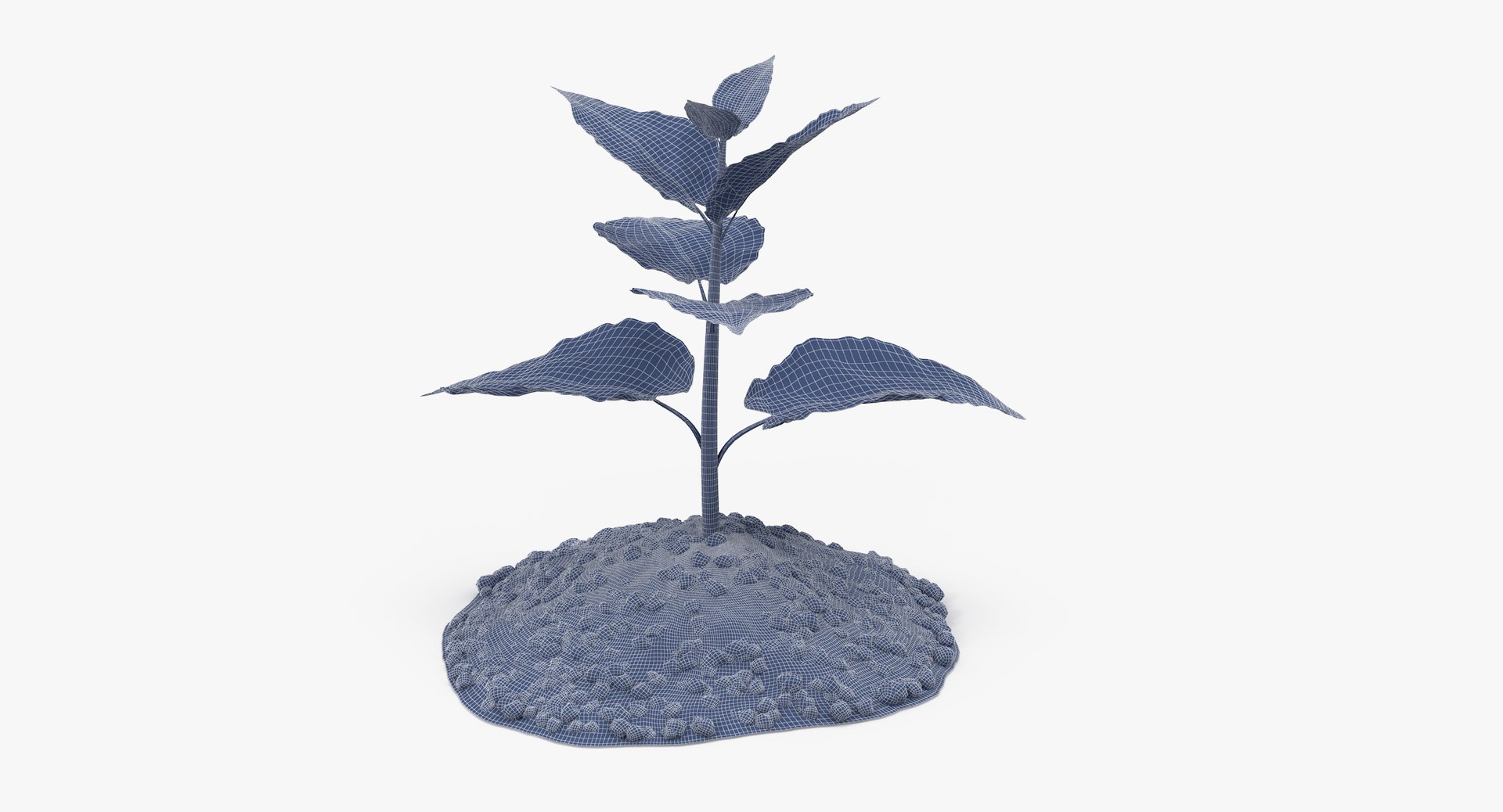 3d Plant Sprout Model