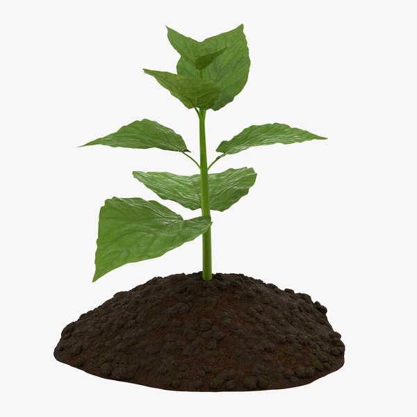 Plants Seed 3D Models for Download | TurboSquid