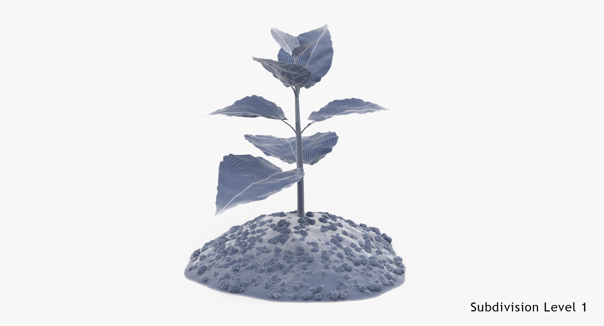 3d Plant Sprout Model