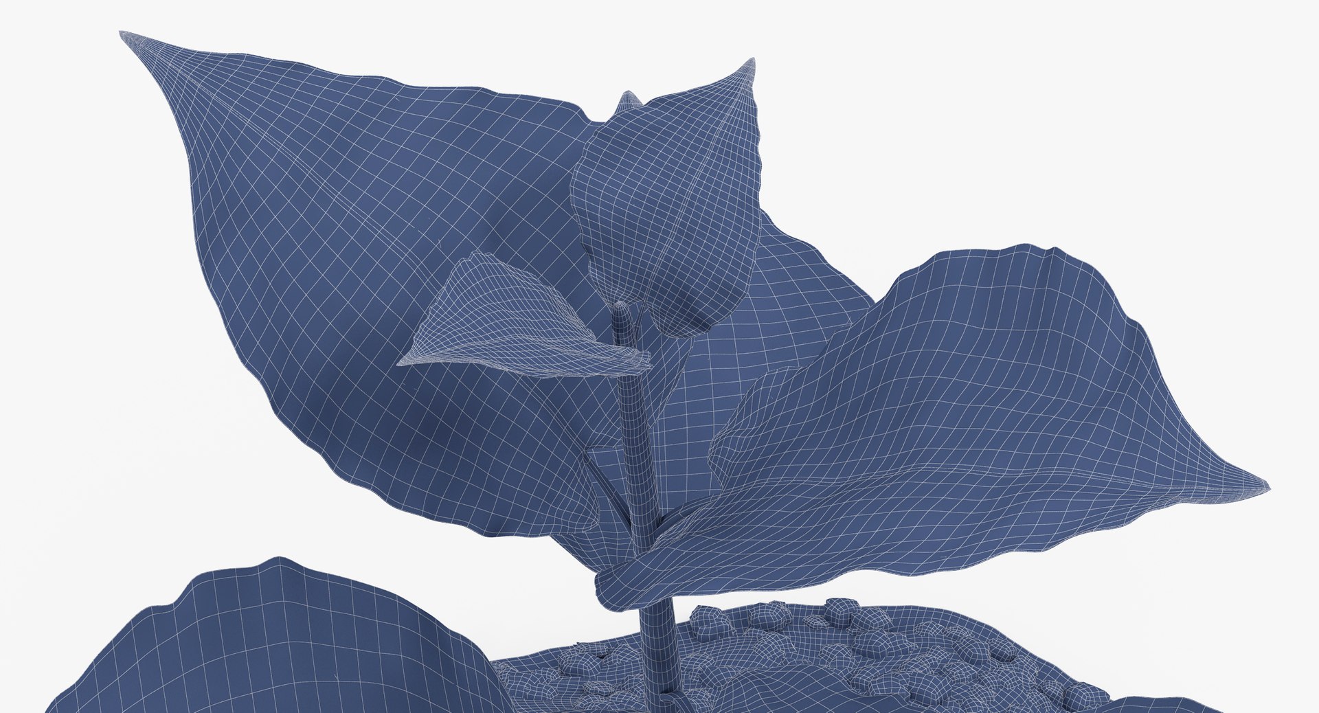 3d Plant Sprout Model