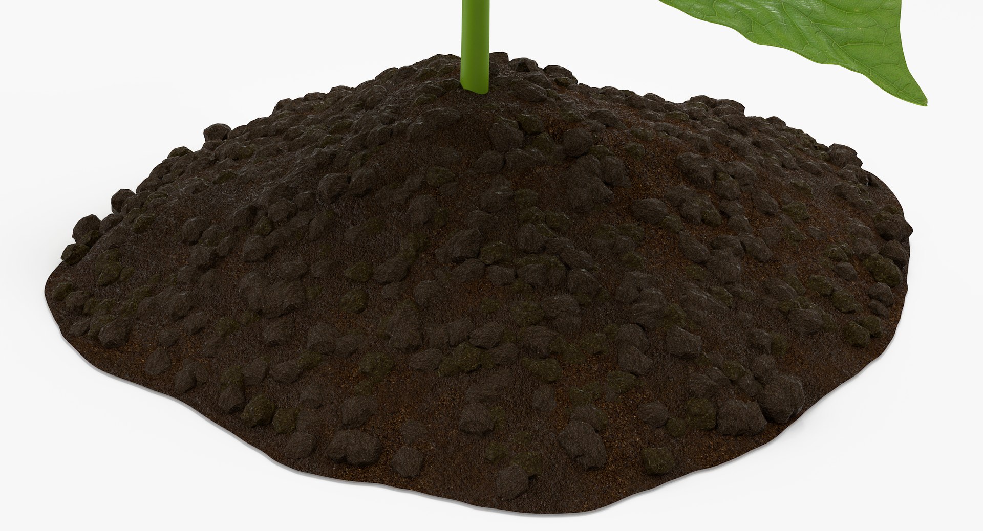 3d Plant Sprout Model