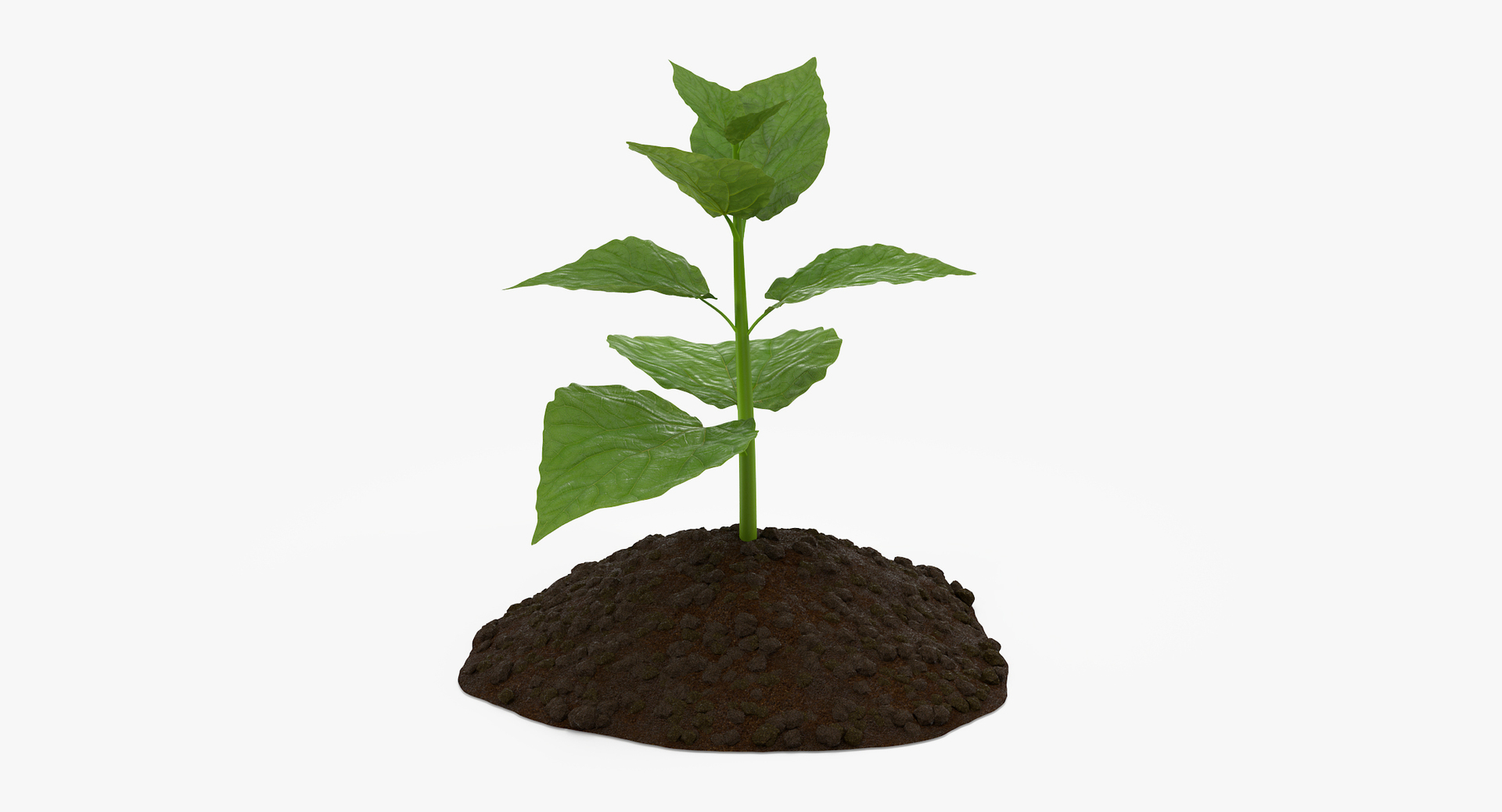 3d Plant Sprout Model