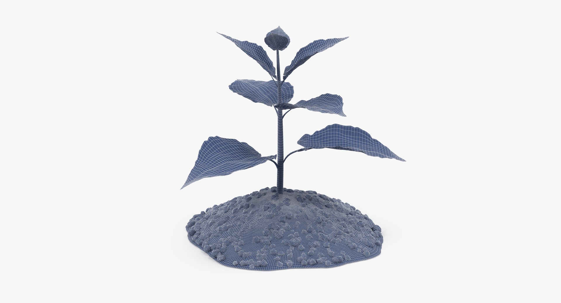 3d Plant Sprout Model
