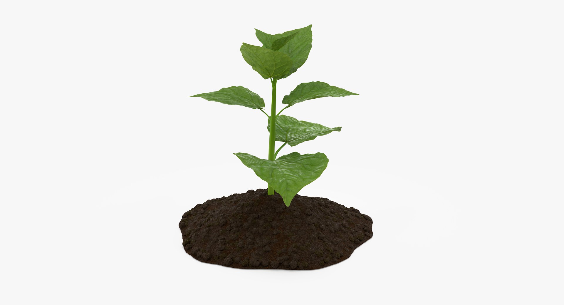 3d Plant Sprout Model
