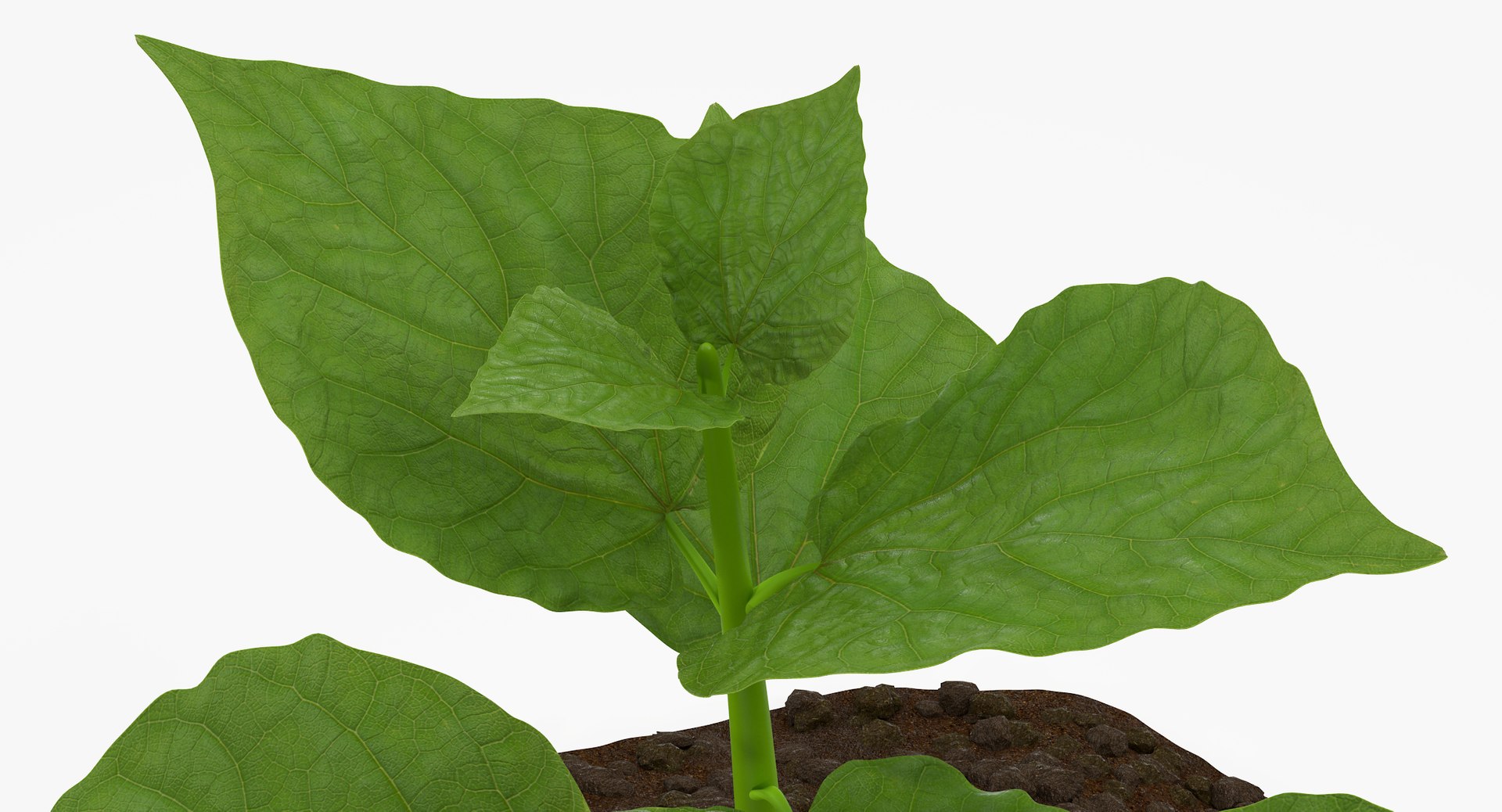 3d Plant Sprout Model