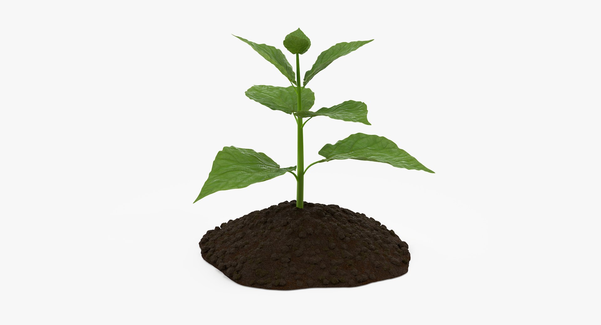 3d Plant Sprout Model