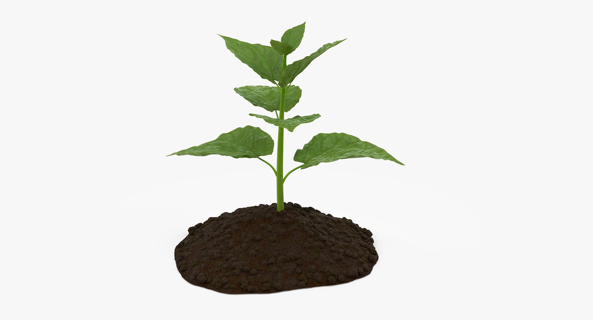 3d Plant Sprout Model