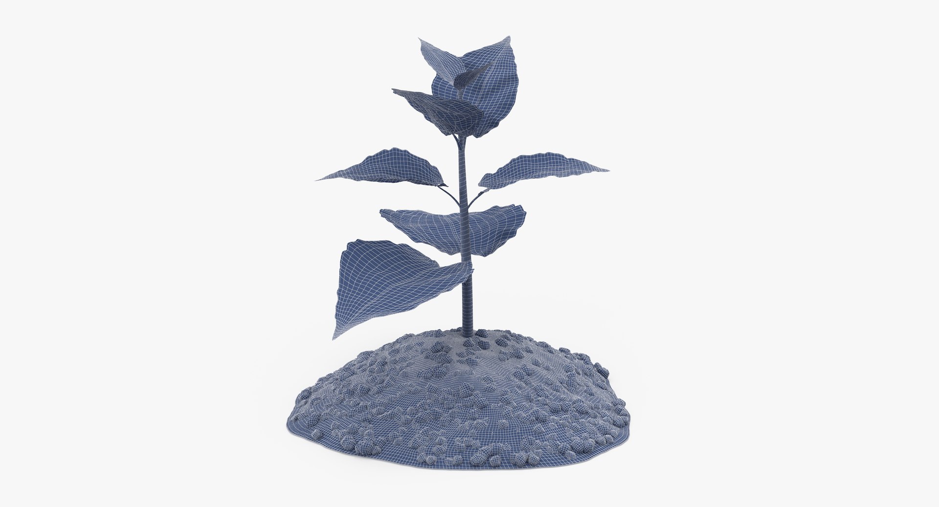3d Plant Sprout Model