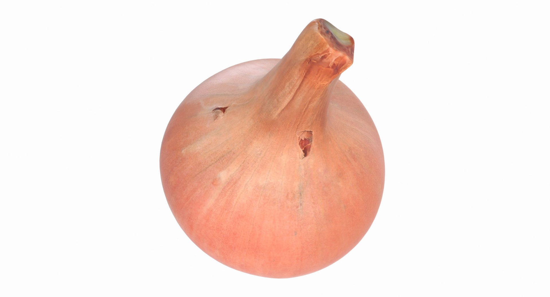 3d Model Onion