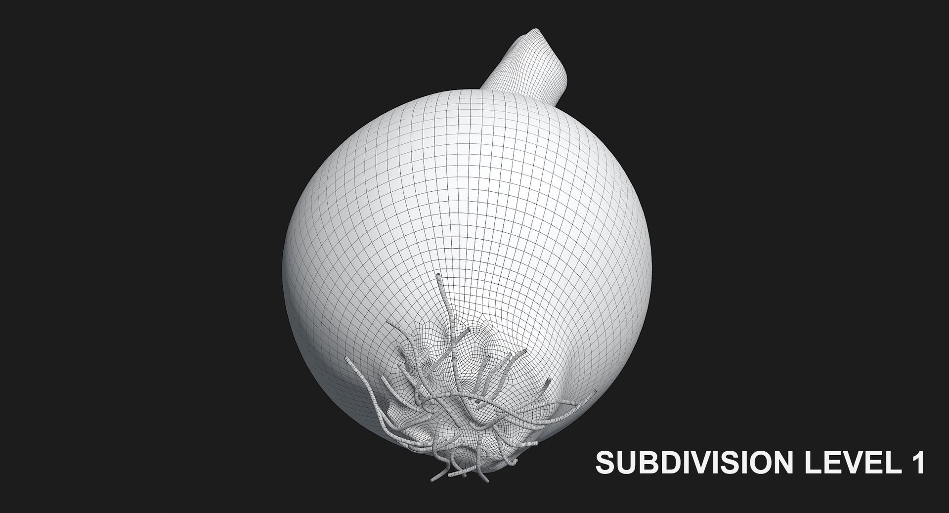 3d Model Onion