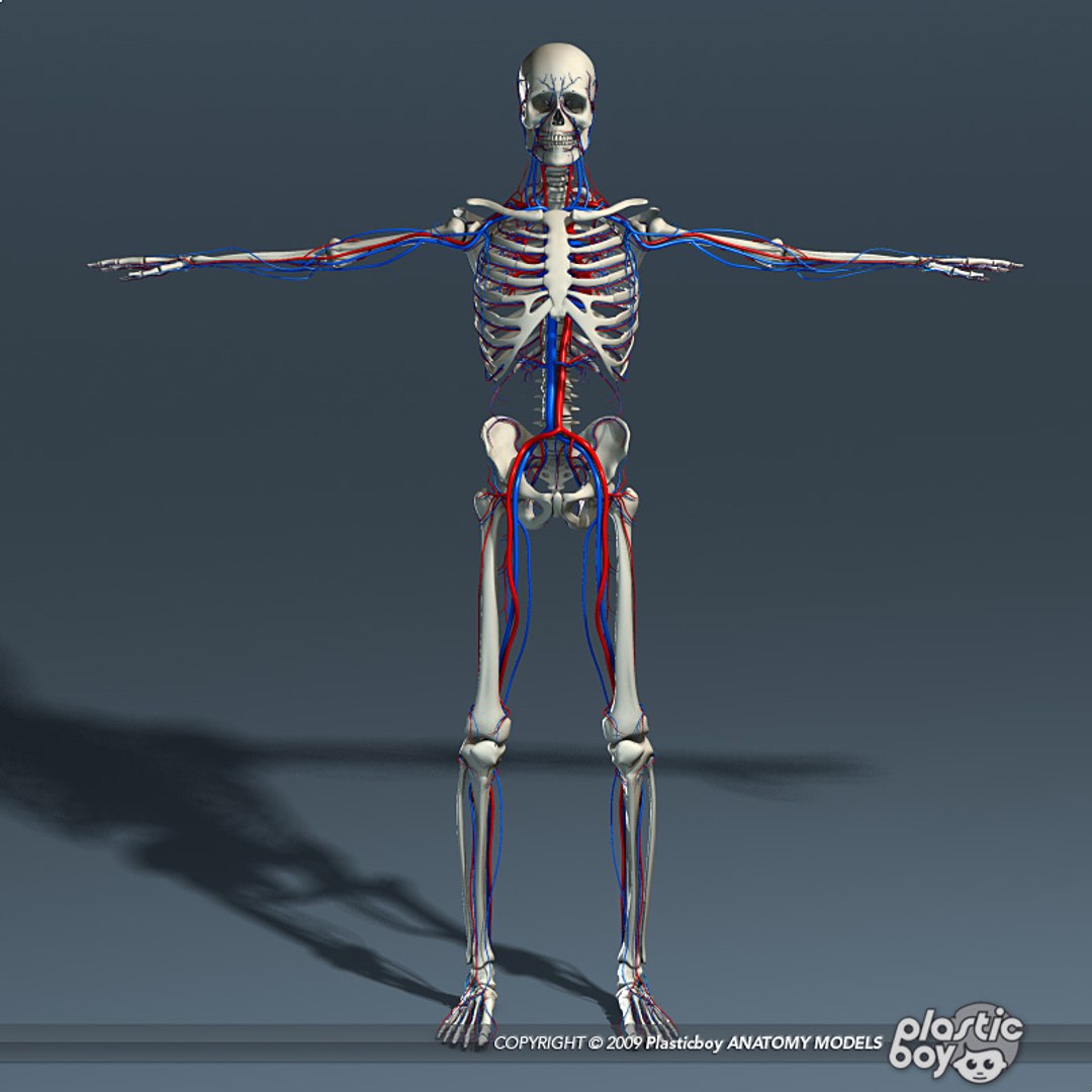 3d Model Circulatory Human Skeleton