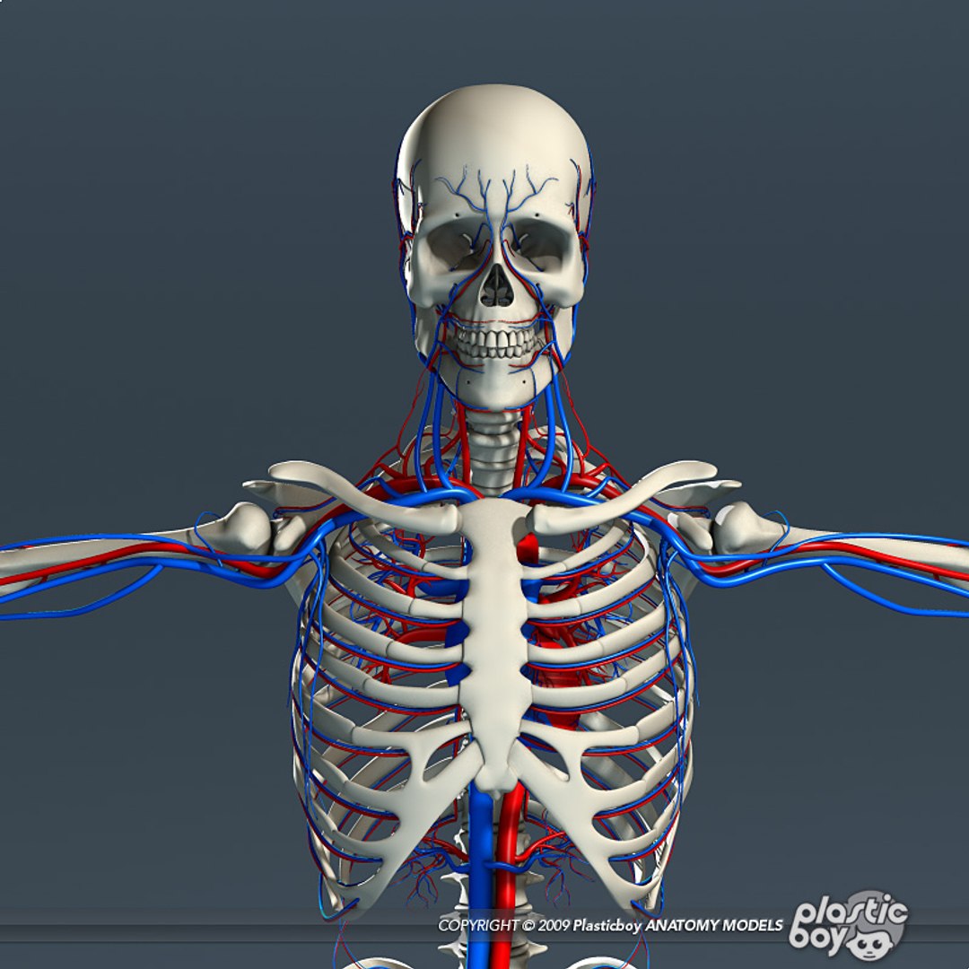 3d Model Circulatory Human Skeleton