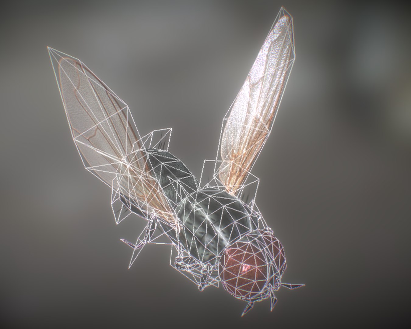 House Fly 01 3d Model