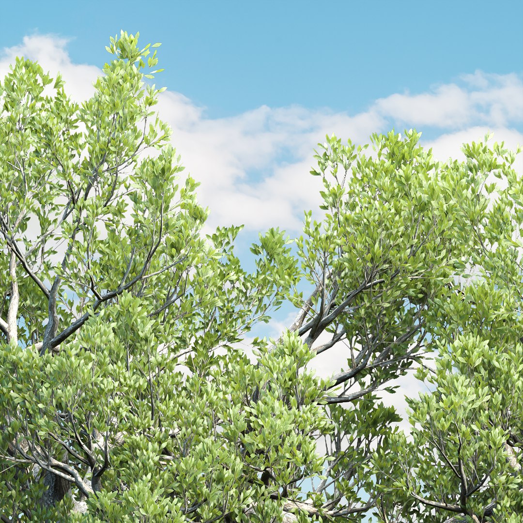 Natural Tree For Landscape Vol 219 3D Model - TurboSquid 2081841