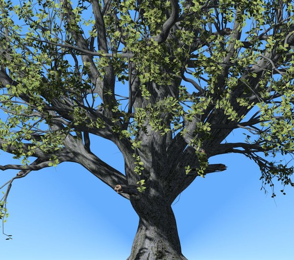 Beech 3D Models for Download | TurboSquid