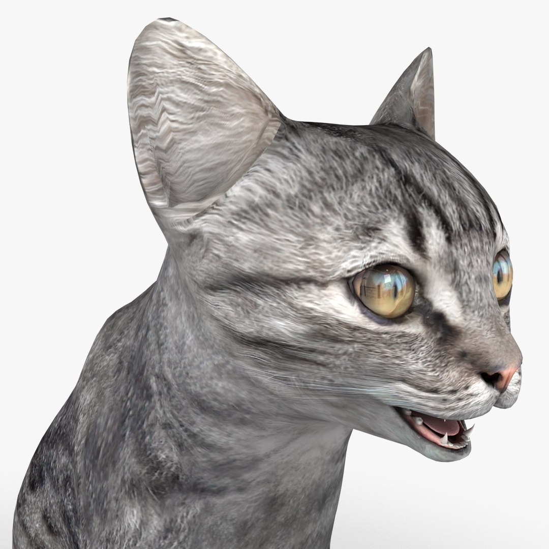 3d Cat 3 Pose