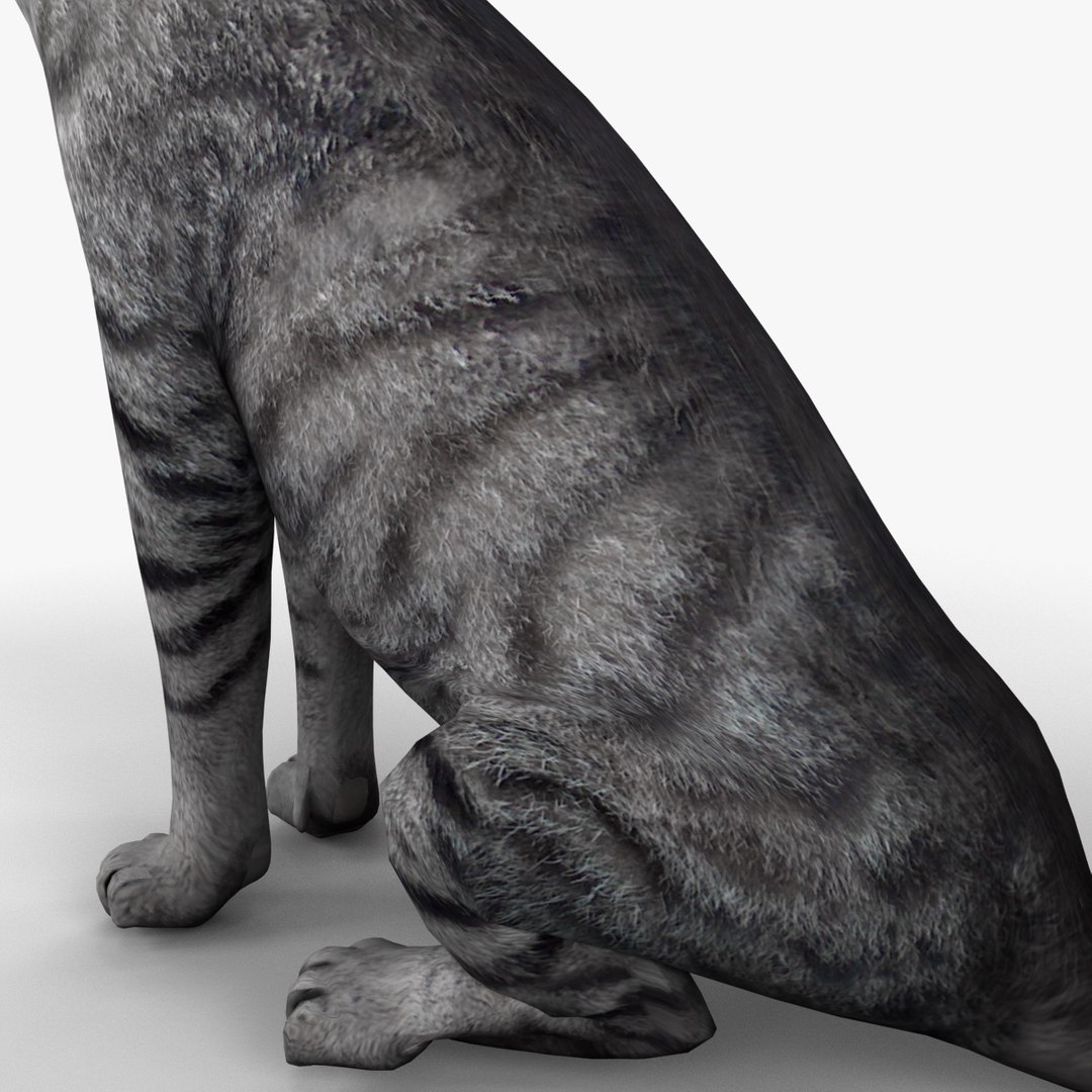3d Cat 3 Pose