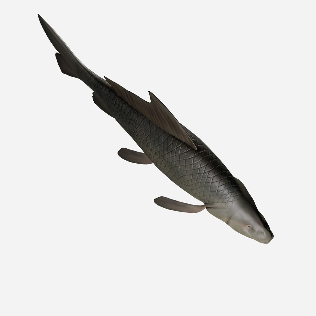 Common Carp Fish 3d 3ds