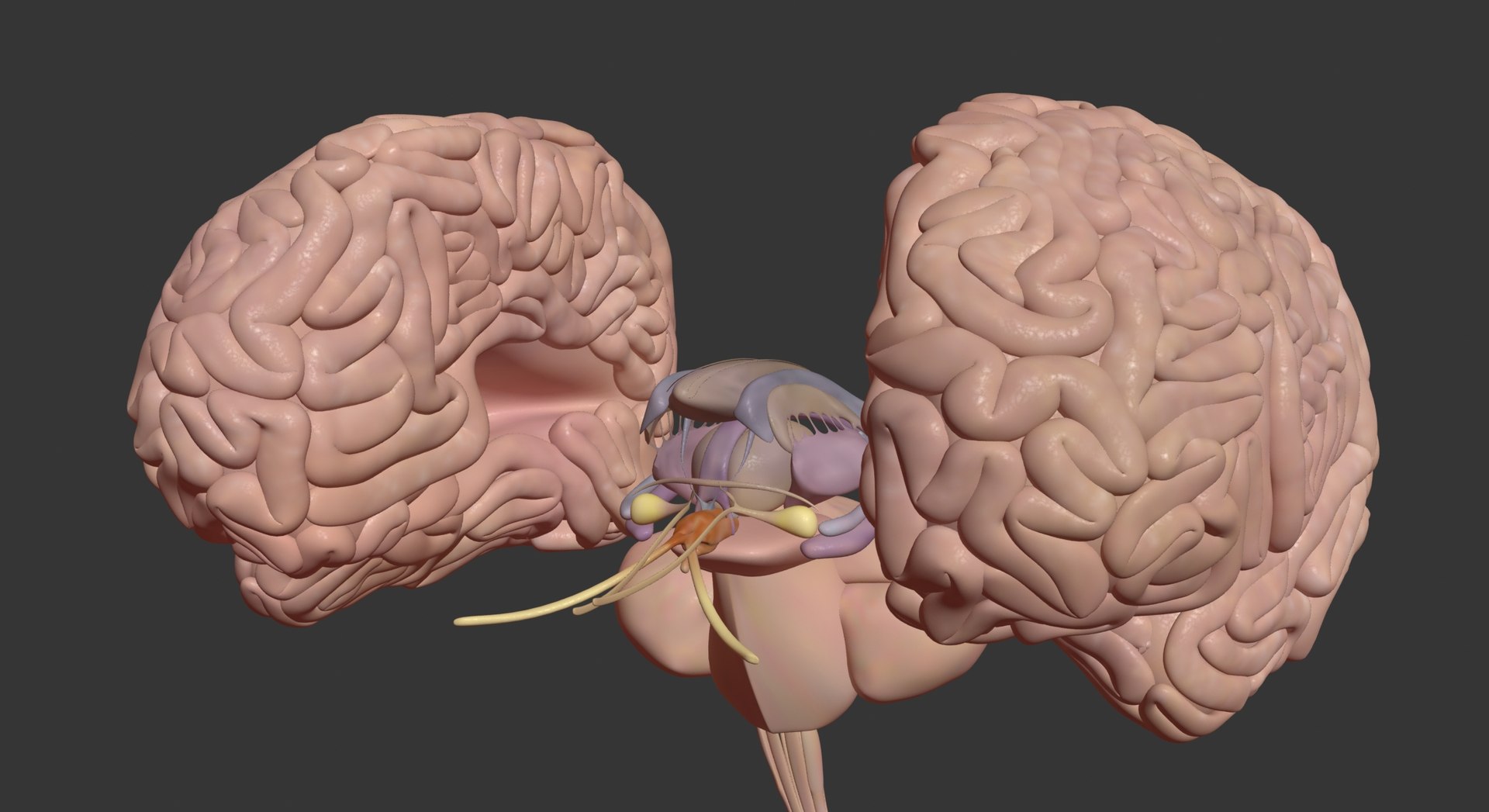 3d Model Human Brain