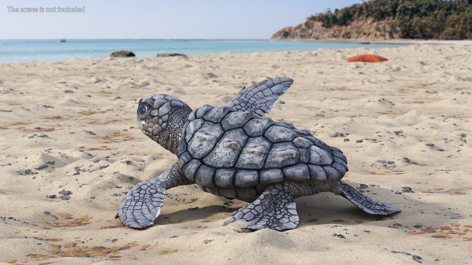 3D Baby Sea Turtle Gray Rigged - TurboSquid 2199767