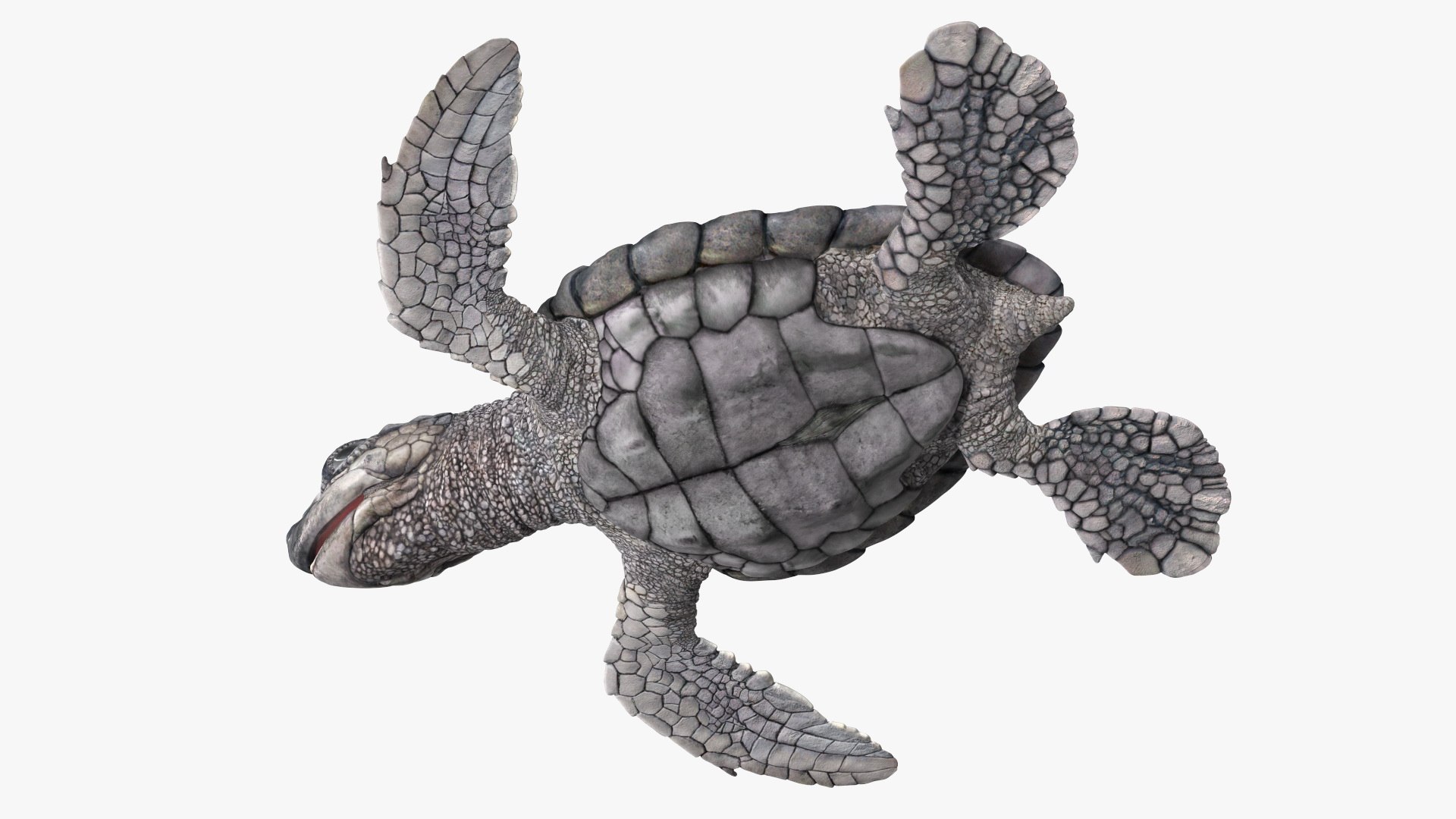 3D Baby Sea Turtle Gray Rigged - TurboSquid 2199767