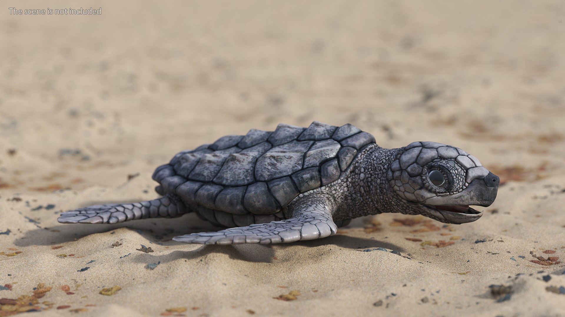 3D Baby Sea Turtle Gray Rigged - TurboSquid 2199767