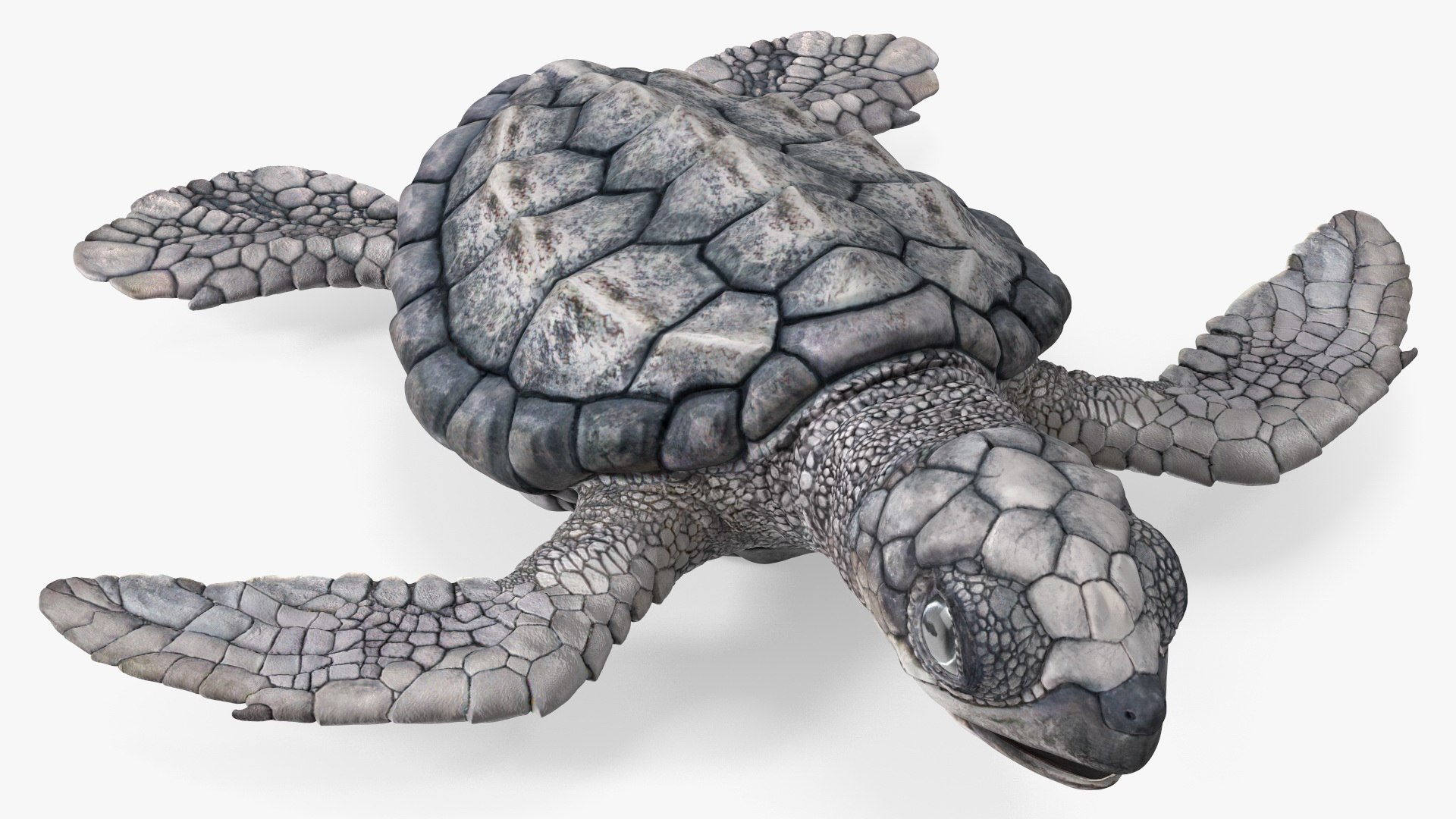 3D Baby Sea Turtle Gray Rigged - TurboSquid 2199767