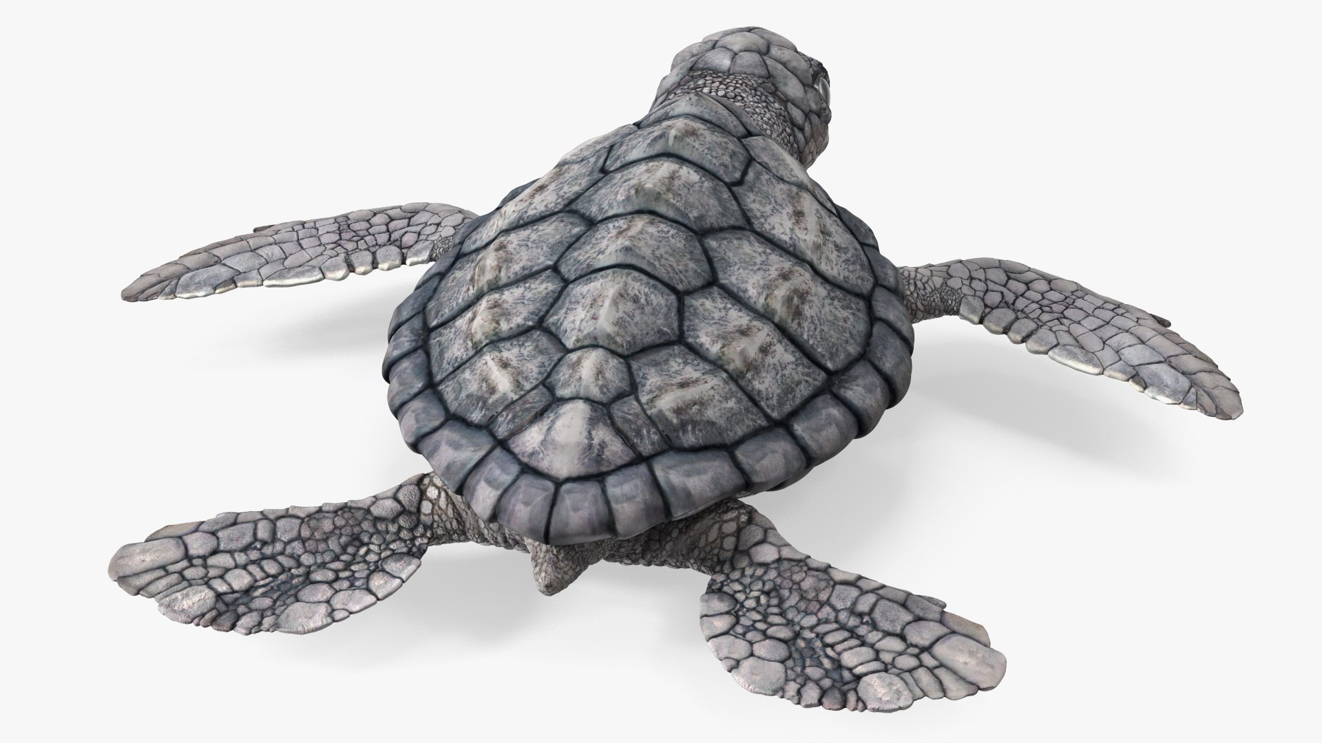 3D Baby Sea Turtle Gray Rigged - TurboSquid 2199767