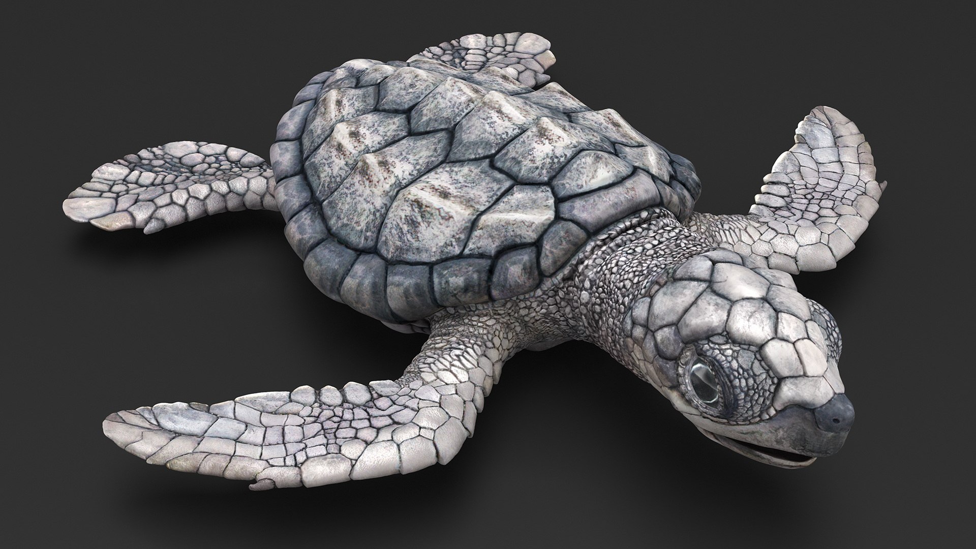 3D Baby Sea Turtle Gray Rigged - TurboSquid 2199767