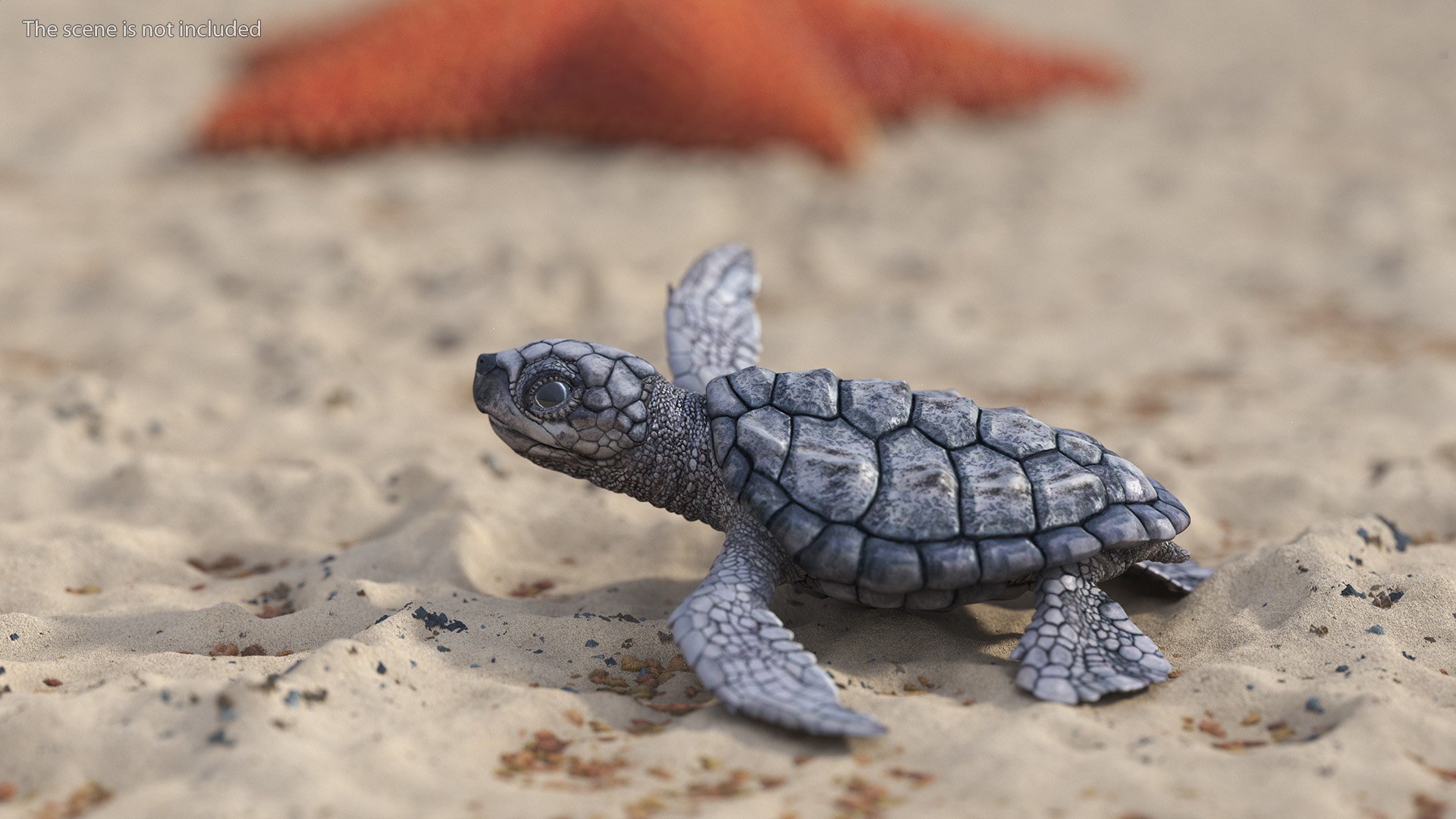 3D Baby Sea Turtle Gray Rigged - TurboSquid 2199767