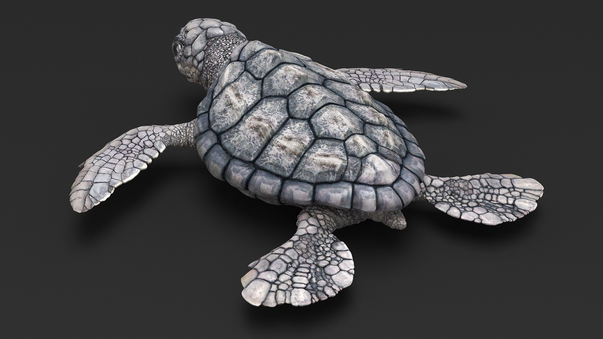 3D Baby Sea Turtle Gray Rigged - TurboSquid 2199767