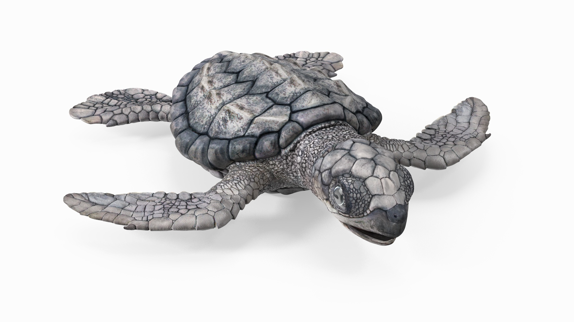 3D Baby Sea Turtle Gray Rigged - TurboSquid 2199767