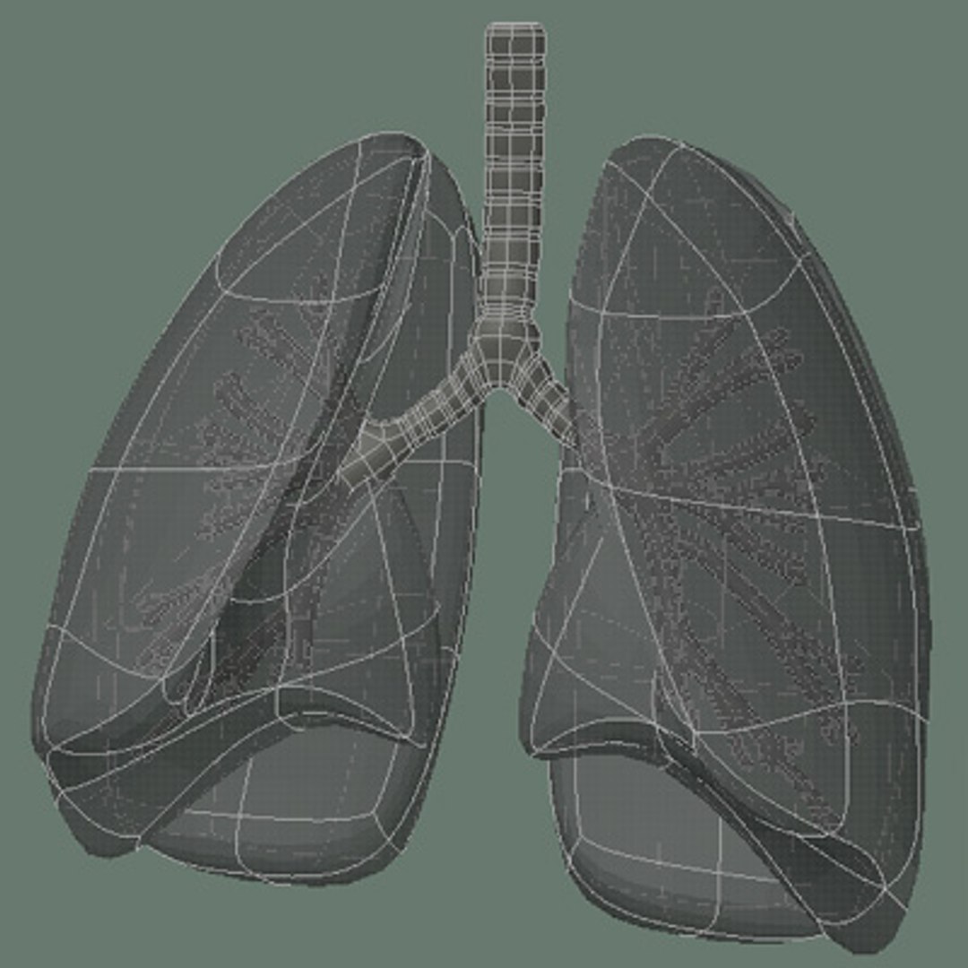 3d Model Human Lungs