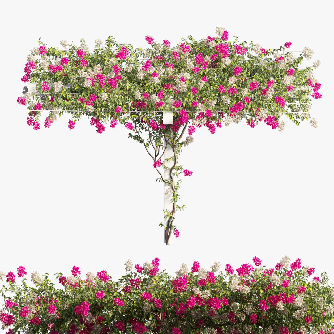 3D Bougainvillea Plant Set 66 - TurboSquid 2032187