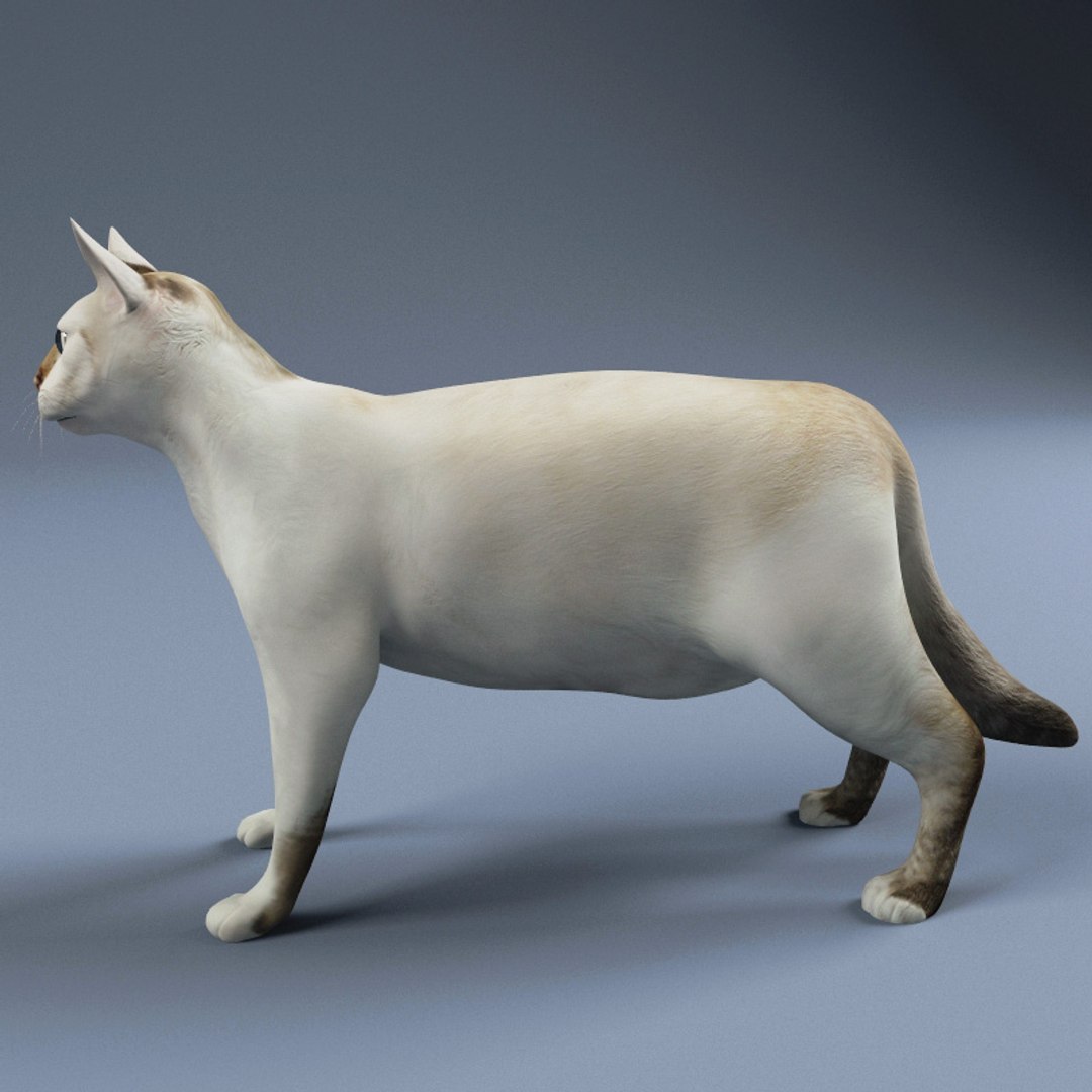 cat modelled 3d 3ds