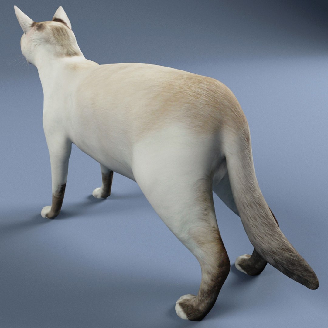 cat modelled 3d 3ds