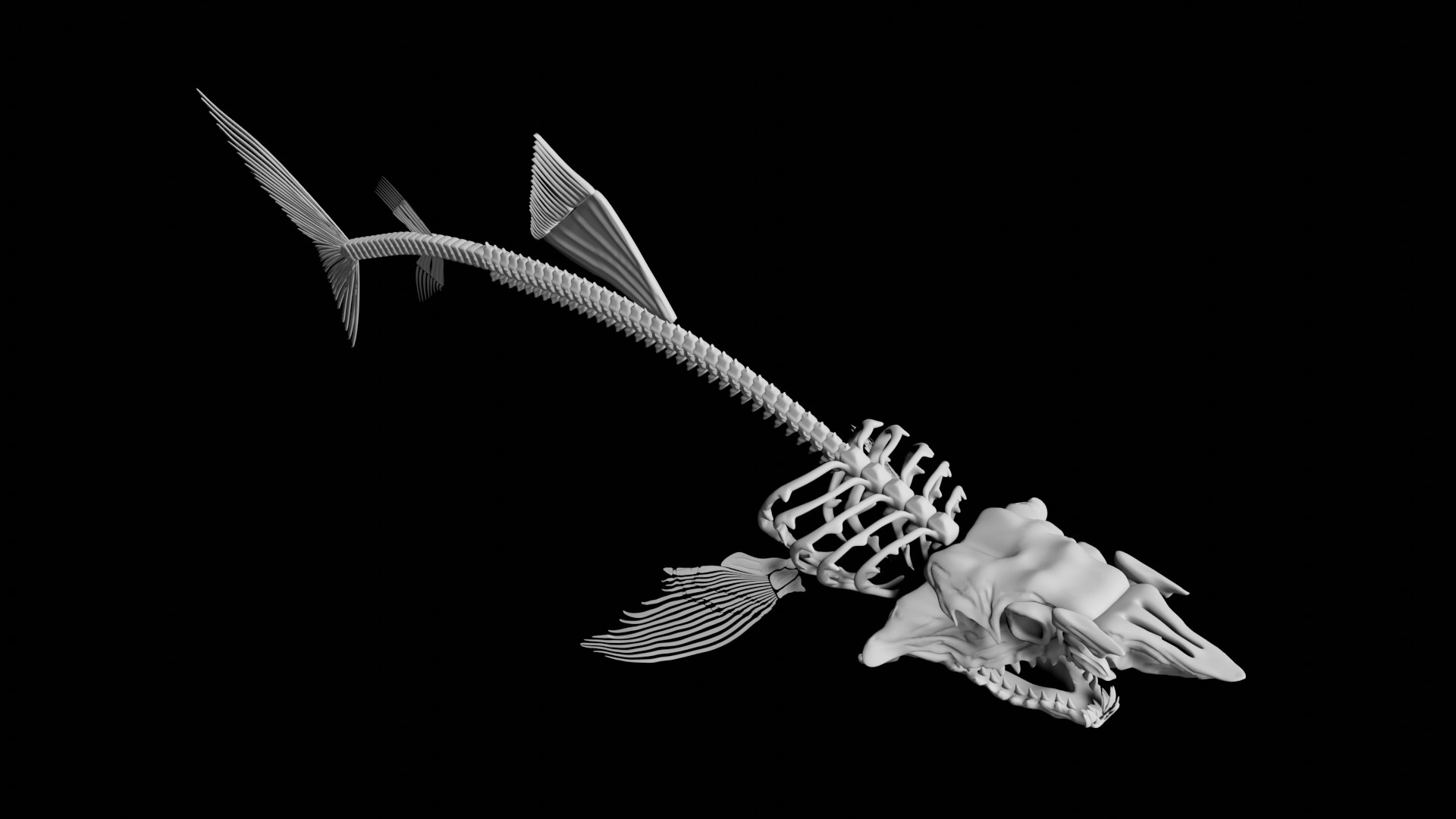 Shark Skeleton 3D Model - TurboSquid 1847245