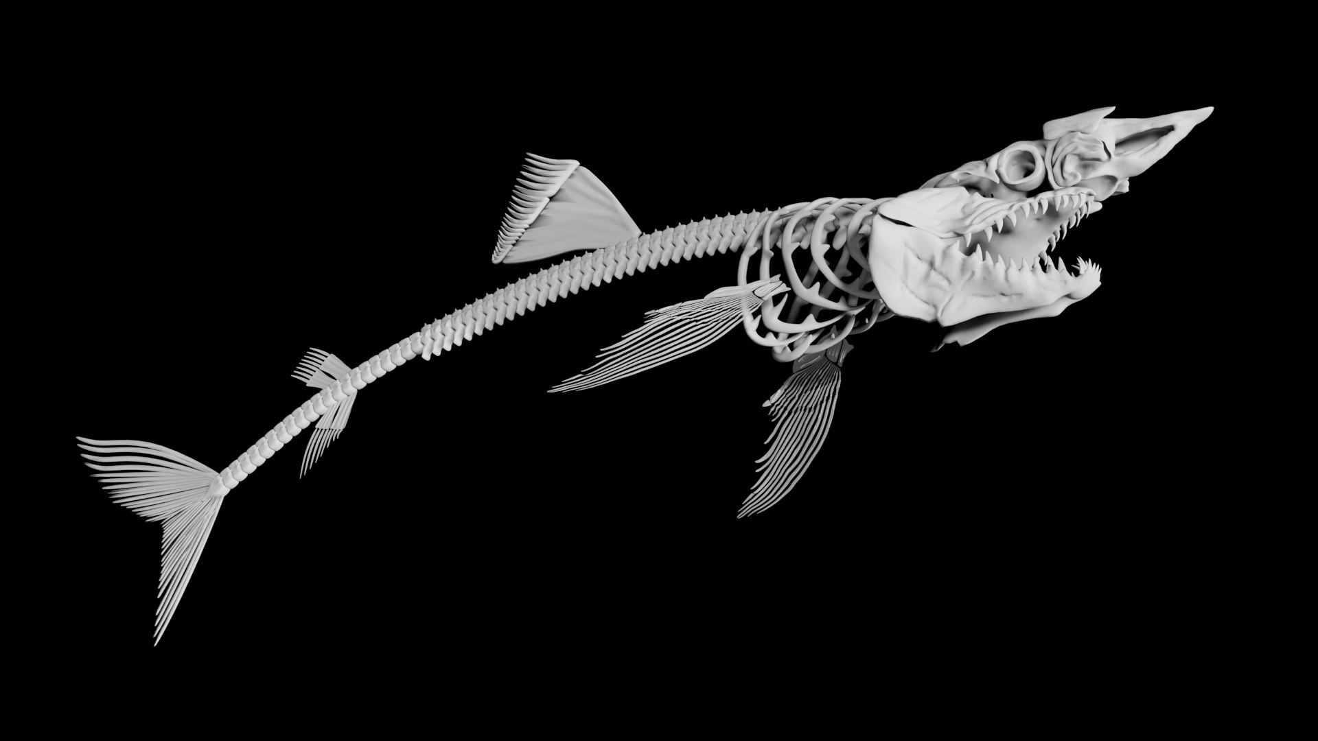 Shark Skeleton 3D Model - TurboSquid 1847245