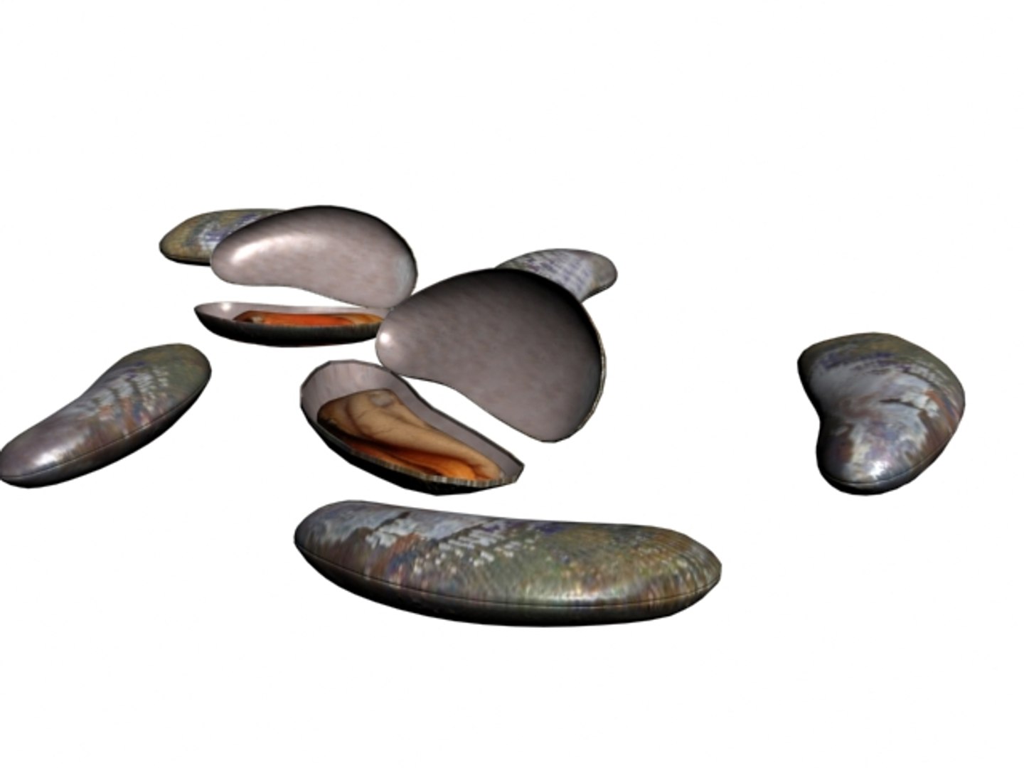 3D Shells Model - TurboSquid 1449062