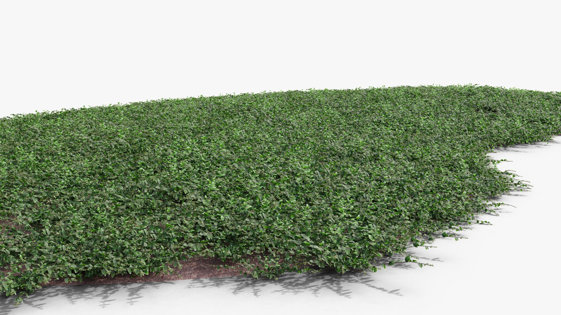 Vinca Minor Model - TurboSquid 1833173