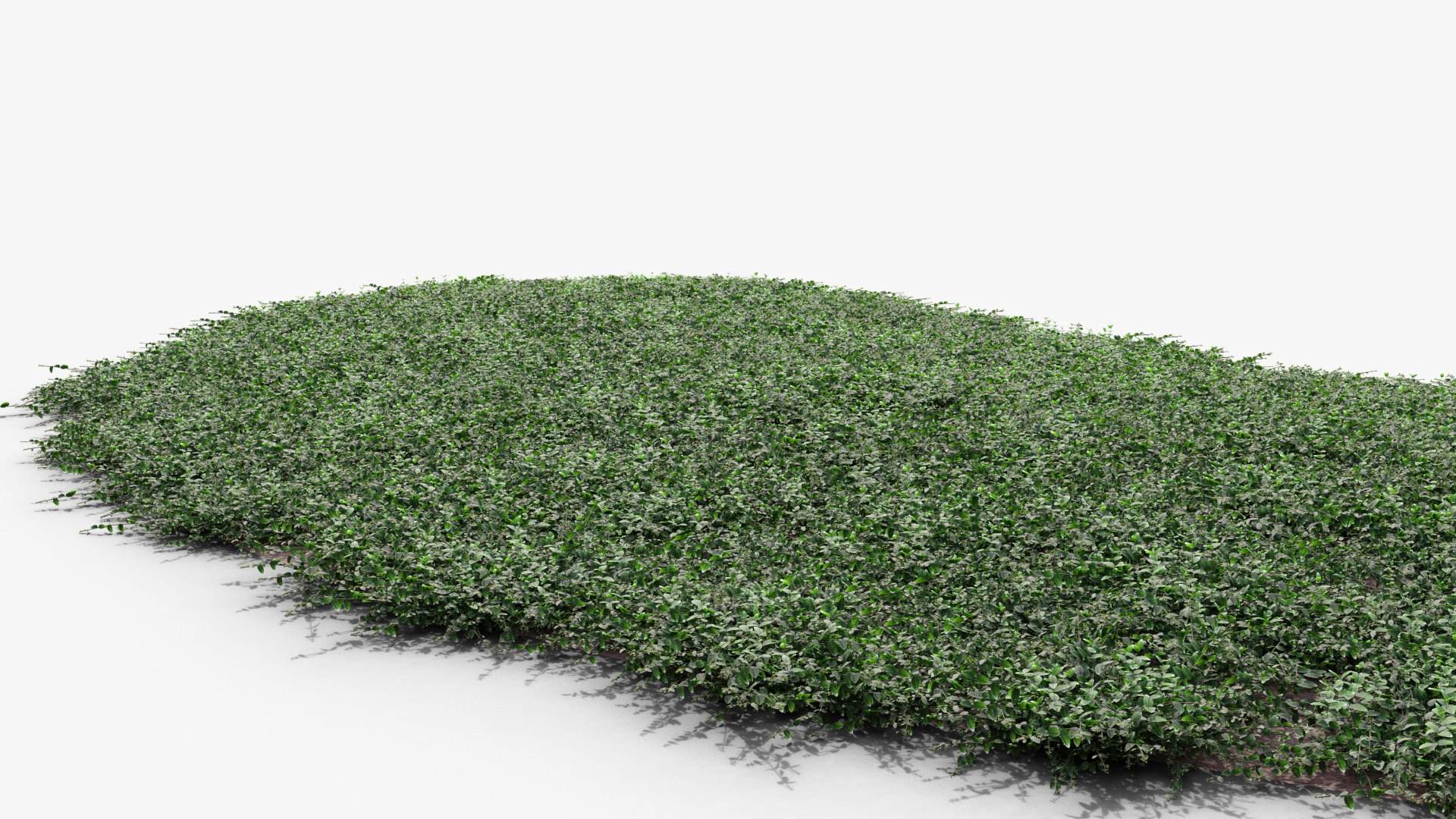 Vinca Minor Model - TurboSquid 1833173