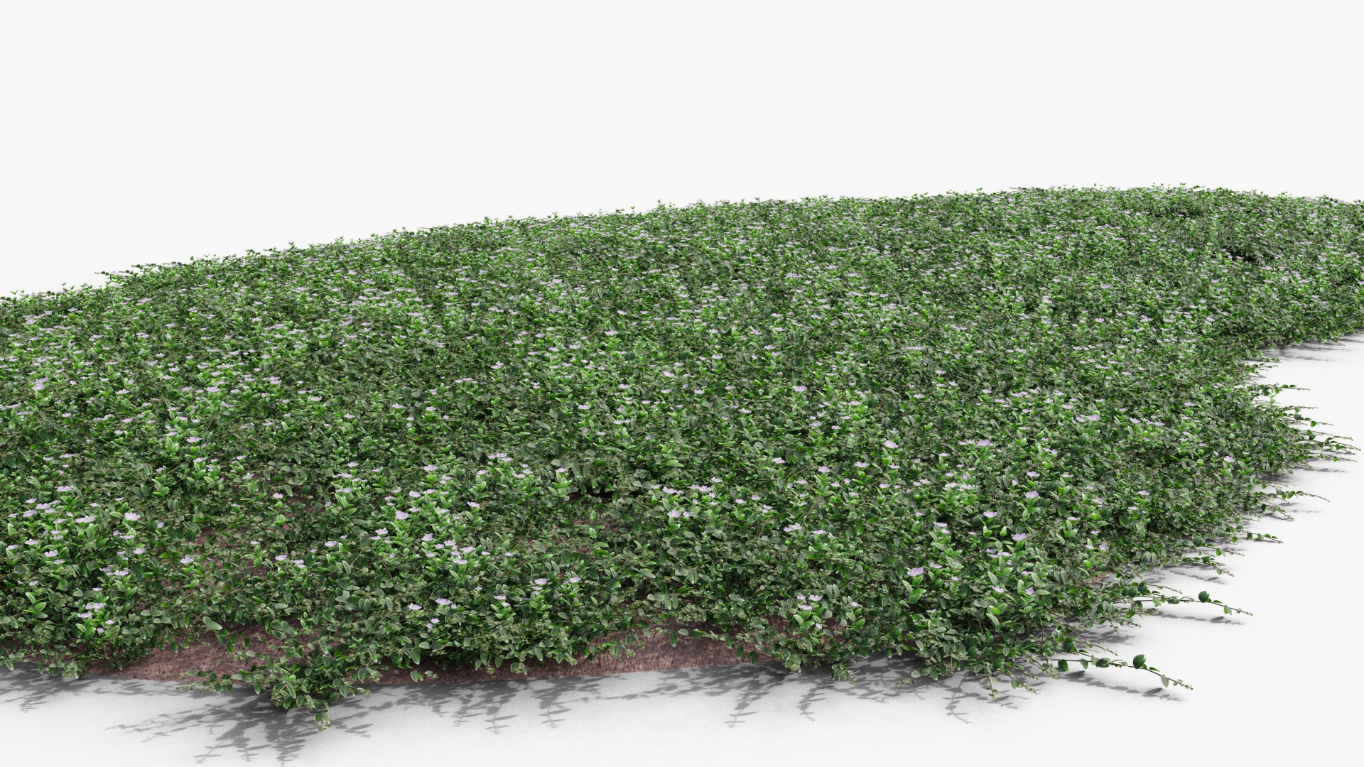 Vinca minor model - TurboSquid 1833173