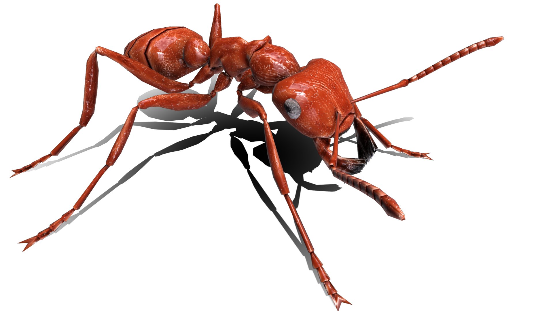 3D animal ant bug model - TurboSquid 1483182