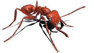 3D Fire Ant Models - Browse & Download Formats - TurboSquid