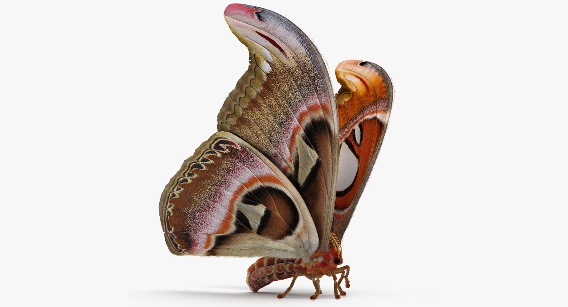 Attacus Atlas