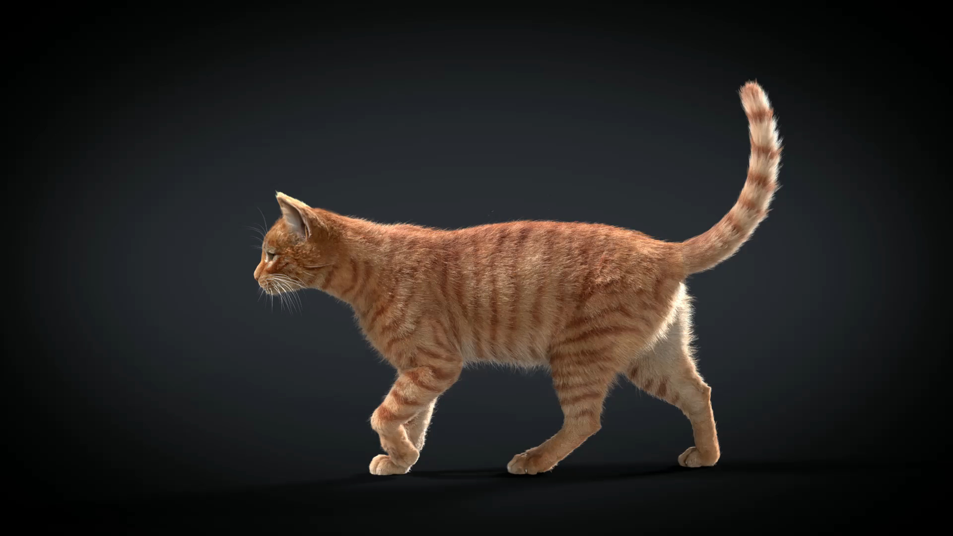 Orange Cat Animated 3D Model - TurboSquid 2008214