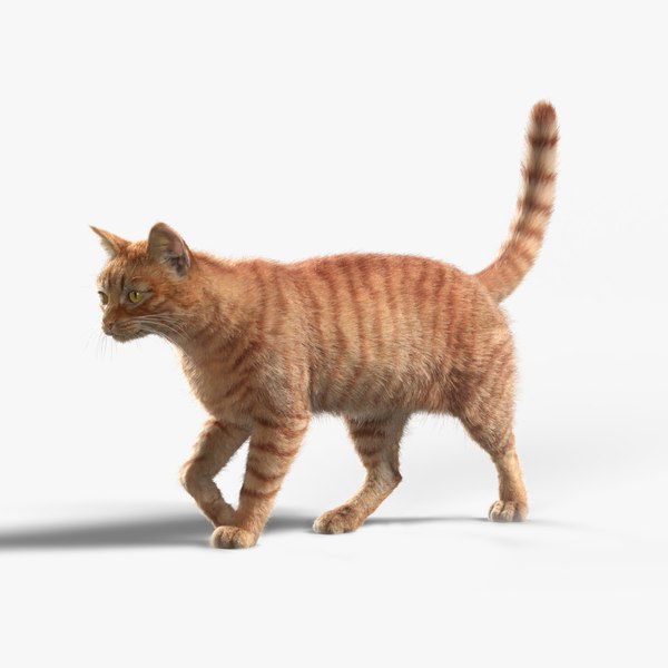 Rigged Cat 3D Models for Download | TurboSquid
